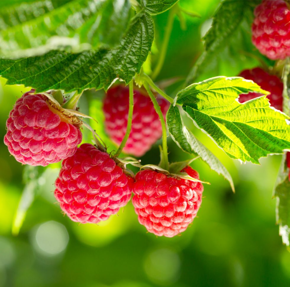 Plant Varieties | Colourwise Nursery